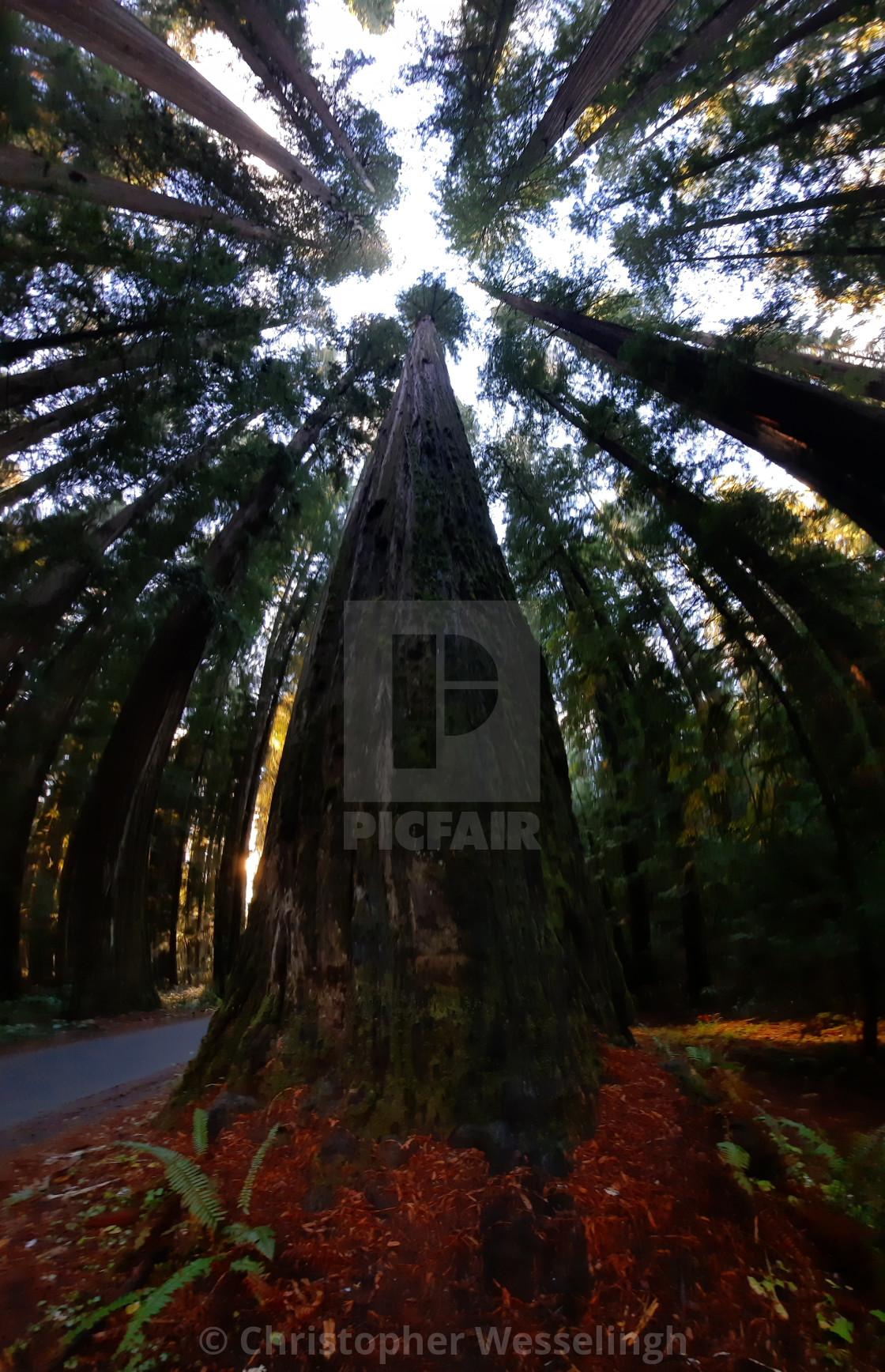 Redwoods. – SOTEM