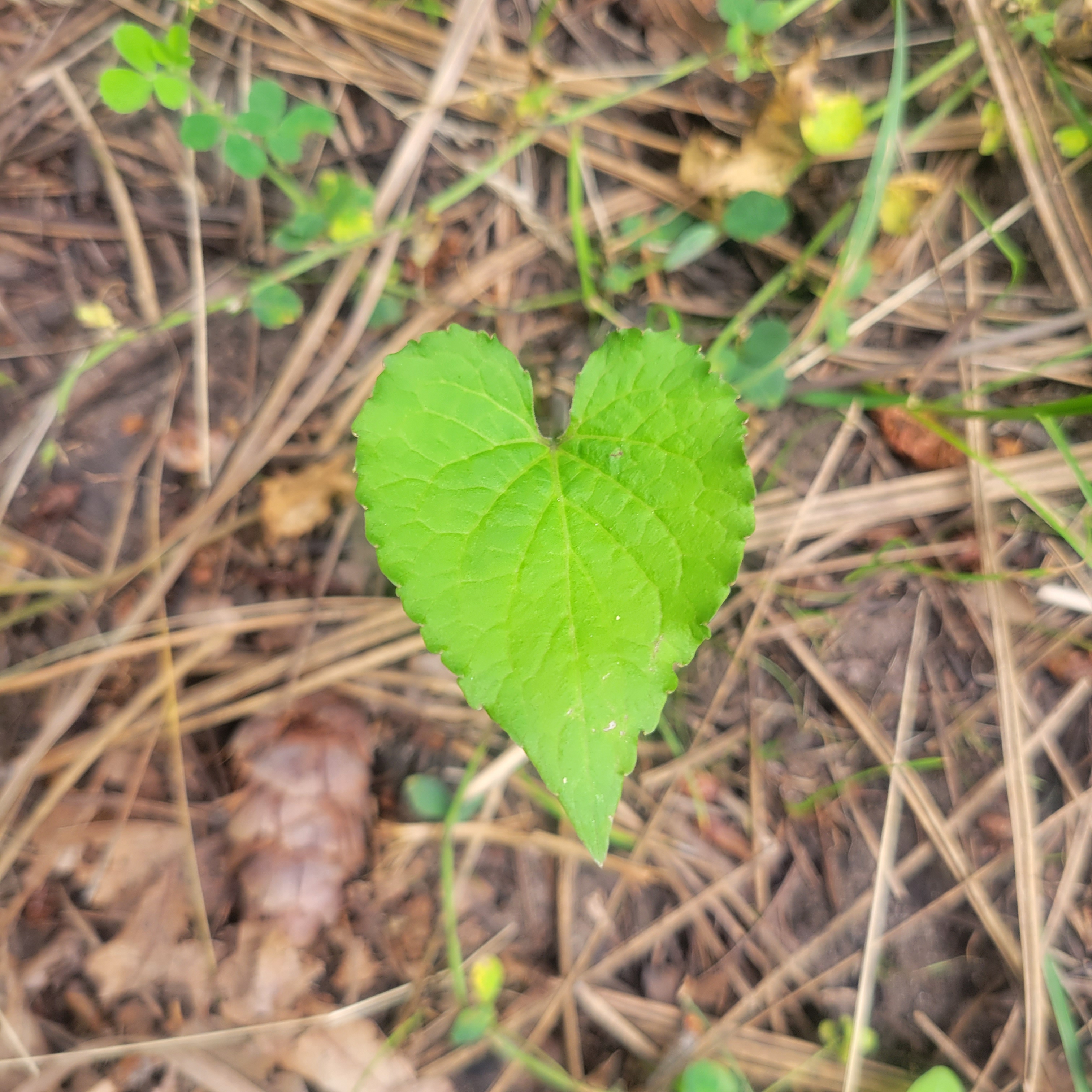 Meet the Council – SOTEM